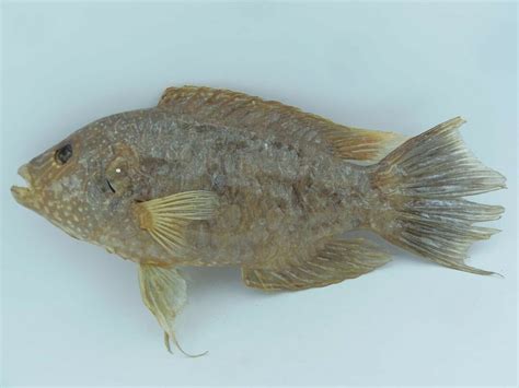 Two Spot Wrasse Oxycheilinus Bimaculatus Fish Taxidermy Etsy