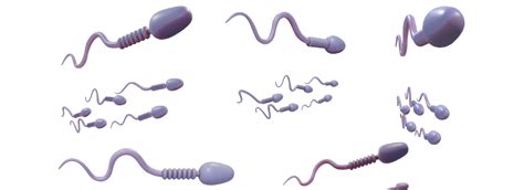 Sperm Cell Anatomy FlippedNormals