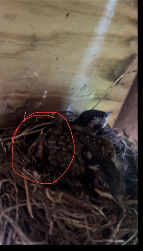 Bird Upside Down R Whatbirdisthis