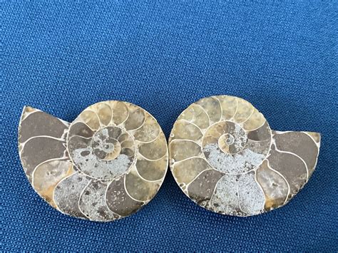 Ammonite S Pairs