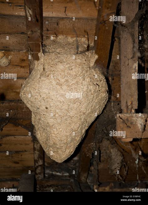 Red Wasp Nest In Attic
