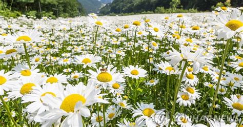 스키 슬로프 덮은 순백의 꽃물결하이원 샤스타데이지 축제
