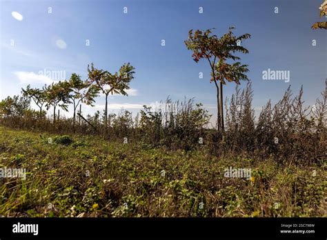 Sumac Growing On The Shore Of The Field Against The Sky A Row Of Sumac