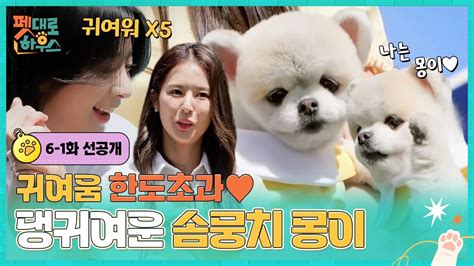 [6화 선공개] 존재 자체가 개인기🌟 박기량보다 인기 많은 귀여운 몽이 펫대로하우스 Ep 06 Youtube