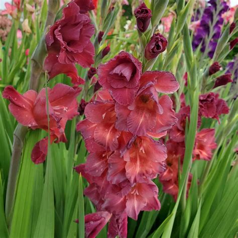 Gladiolus 'Chocolate' | White Flower Farm