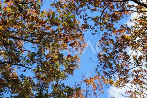 紅葉 美しい 葉っぱ 青空 秋 オレンジ 山 林 No 4471049｜写真素材なら「写真ac」無料（フリー）ダウンロードok