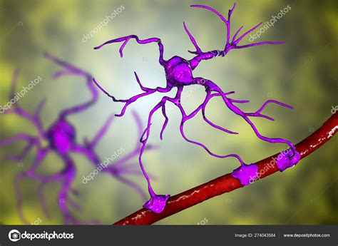 Astrocyte And Blood Vessel Stock Photo Katerynakon