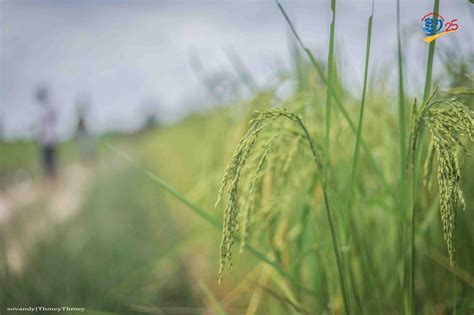 អ្វីទៅជាគ្រាប់ពូជស្រូវដែលផលិតតាមប្រព័ន្ធ ប គ ព