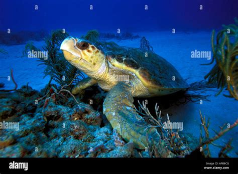 Loggerhead Turtle Habitat