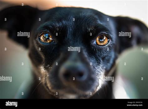 Tête De Cerf Chihuahua Banque De Photographies Et Dimages à Haute