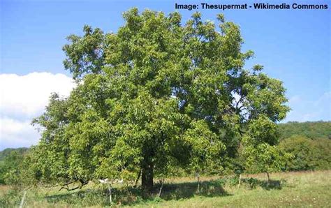 Walnut Trees Identification Guide With Pictures Leaves Bark Types