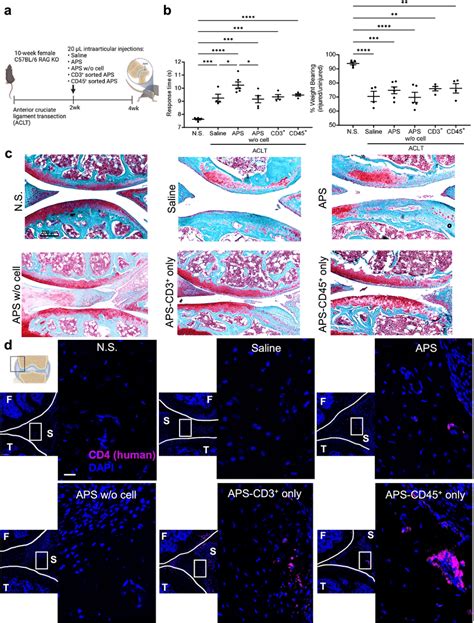 Immune Cell Fraction From Aps Treatment Persists In Rag Ko Oa Model