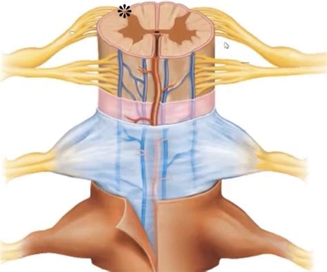 Spinal Cord Lab Exam Flashcards Quizlet