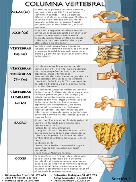 Atlas C1 Sección 2 Descargar Gratis Pdf Vértebra La Columna
