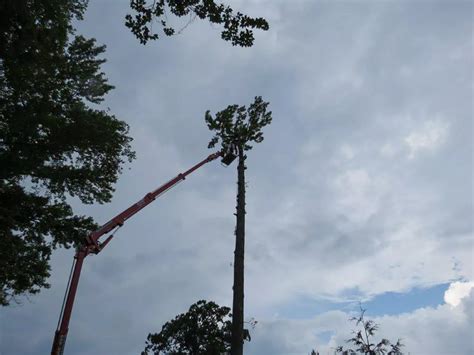 Melvin S Lawns And Landscapes Tree Removal Pruning Just Plain Business