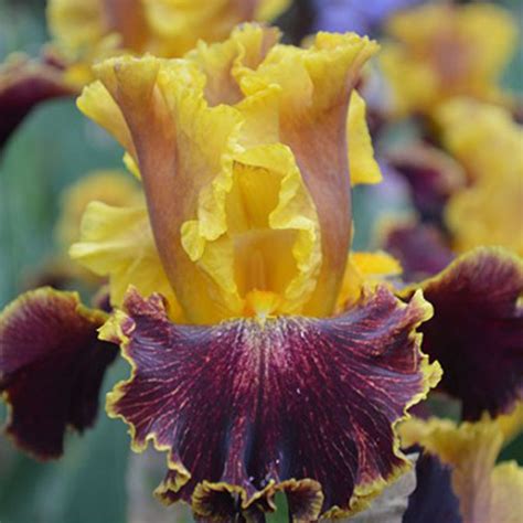 inland region iris society inc iris database