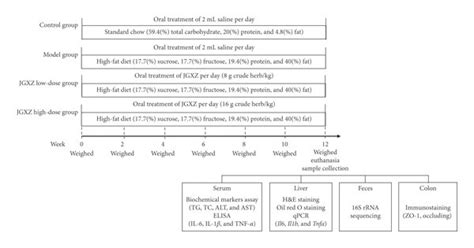 The Timeline For Experimental Design Download Scientific Diagram