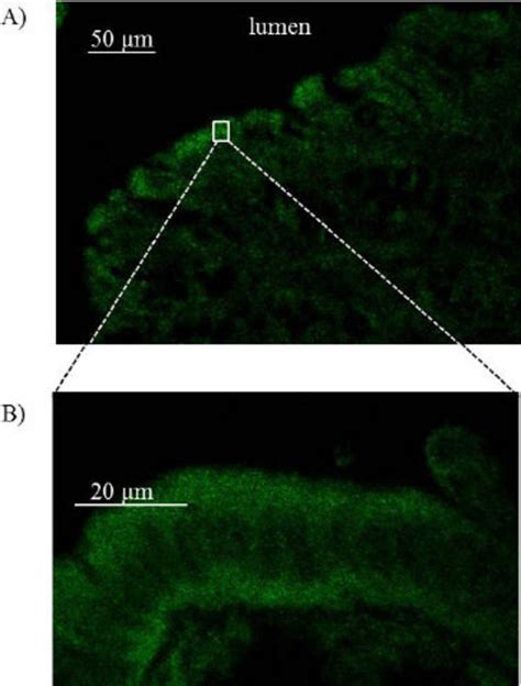 Ab Bk Localization In Rat Distal Colon The Sections 10 μm Download Scientific Diagram