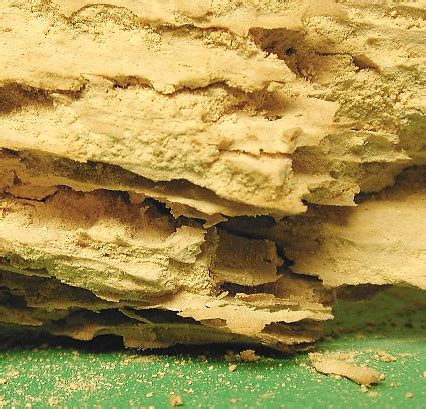 Powder Post Beetles How To Kill And Get Rid Of Powder Post Beetles
