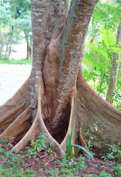 Graceful Tree Roots Free Stock Photo Public Domain Pictures