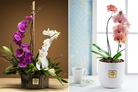 چه گل‌هایی برای هدیه تولد مناسب هستند؟