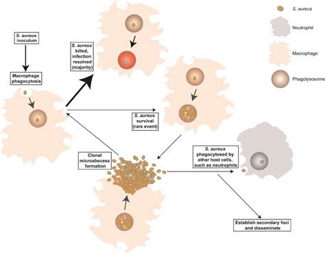S Aureus Clonal Population Dynamics S Aureus Enters The Body And Is