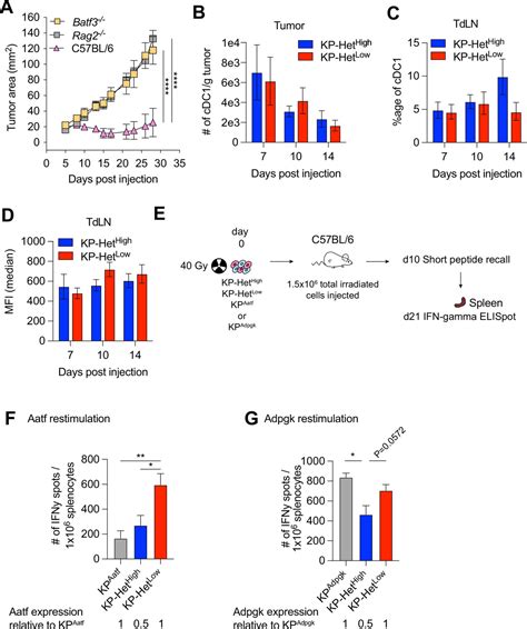 Figures And Data In Decoupled Neoantigen Cross Presentation By Dendritic Cells Limits Anti Tumor