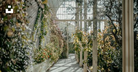 식물이 줄지어 있는 온실 사진 Unsplash의 무료 글라스네빈 이미지