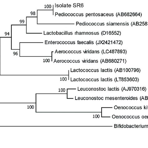 Phylogram Constructed Using The Neighbor Joining Algorithm From The
