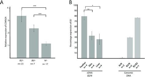 Differential Expression Of Cdkn2a In Feathers A Relative Expression
