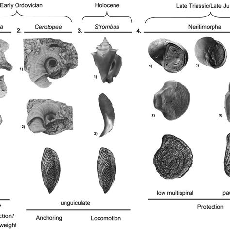 Disposition Morphology And Possible Functions Of The Opercula In
