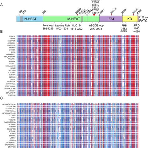 structure of dna pkcs panel a cartoon of dna pkcs showing the
