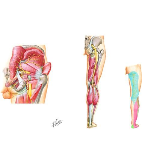 A Nerves Of The Buttock And B Sciatic Nerve And Posterior Femoral