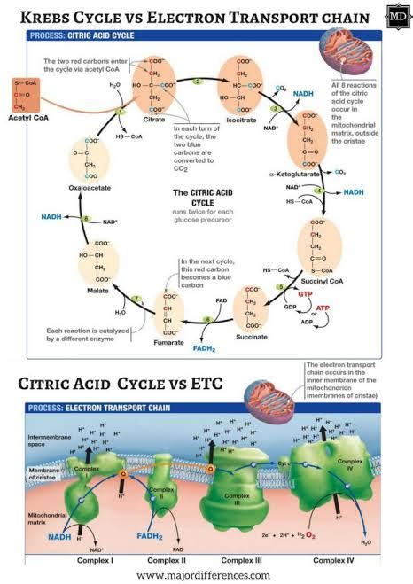 Glycolysis Krebs Cycle And Electron Transport Chain Class Notes