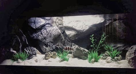 Aquadecor Tanganyika Setup Aquascaping Fans