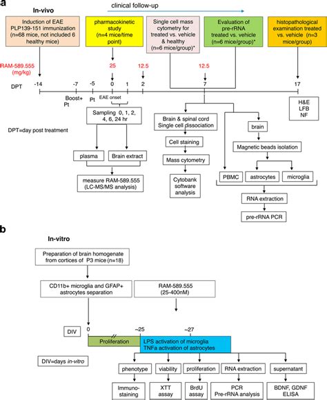 Scheme Of Experimental Design Of The Study A Set Of In Vivo