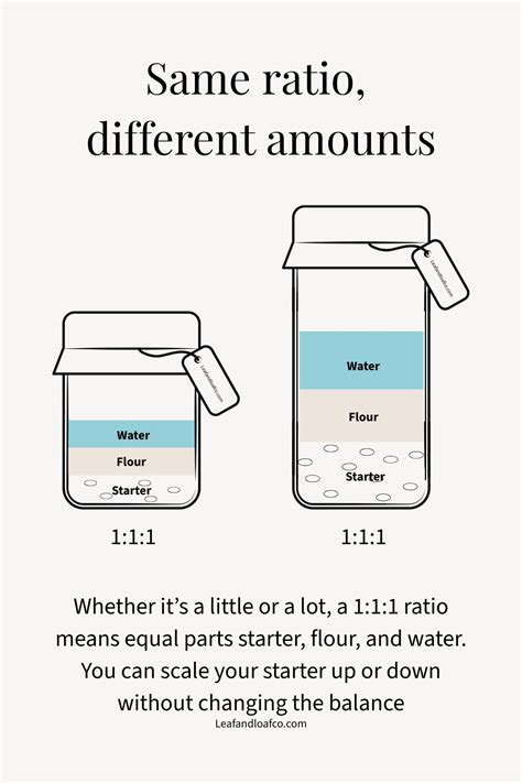 Sourdough Starter Feeding Ratios Explained Leaf And Loaf