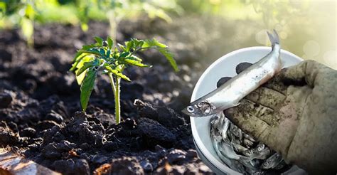 თევზის ნარჩენები როგორც სასუქი ბიუჯეტური საშუალება პომიდვრის მდიდარი მოსავლის მისაღებად