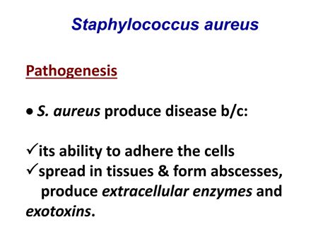 Staphylococcus And Streptococcus Pptx Infectious Diseases Staphylococcus And Streptococcus Pptx Infectious Diseases