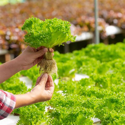 What Is Hydroponics A Beginners Guide