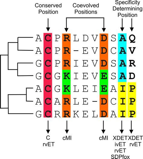 different column patterns in an msa schematic representation of an msa