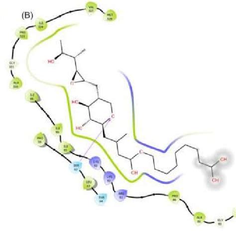 2 D Interaction Map H Bond And Hydrophobic Interactions Between