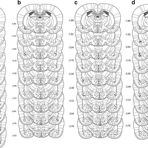 Cannula Placements As Verified On Nissl Stained Sections For A
