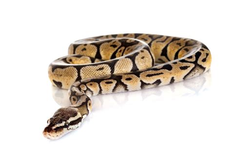 Ball Python Png
