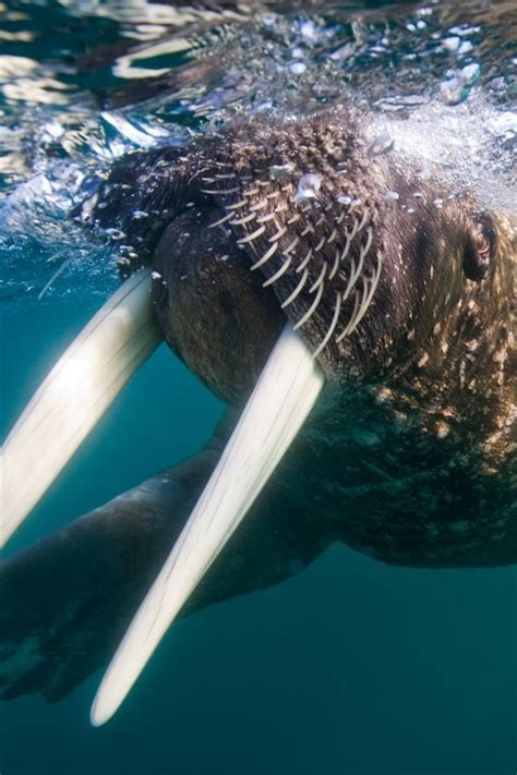 Wallpaper Walrus Tusks Underwater 1920x1200 Picture Image
