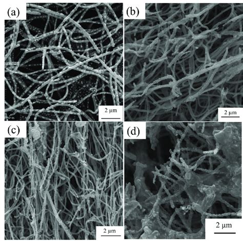 sem micrographs of a au decorated zno nanofibers and au decorated