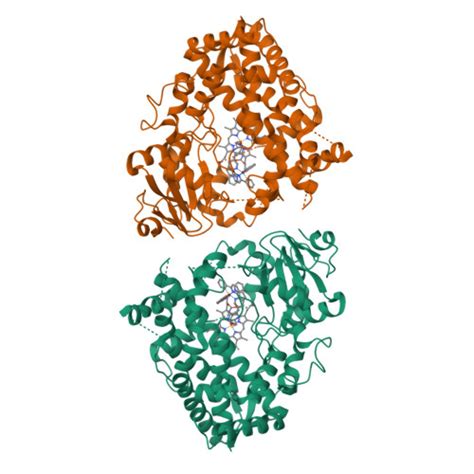 Rcsb Pdb 8ewd Crystal Structure Of Cyp3a4 Bound To An Inhibitor