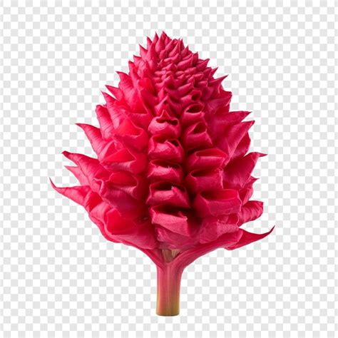 Cockscomb Flower Images Free Download On Freepik