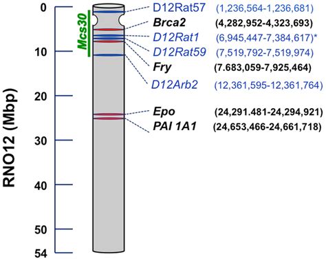 Ideogram Of Rat Chromosome 12 Rno12 Ideogram Shows The Relative