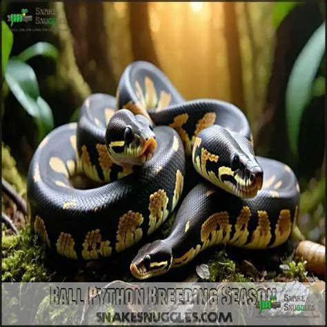 Ball Python Reproduction Tips Breeding Incubation And Hatchling Care